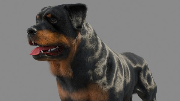 3D dog rottweiler - TurboSquid 1675029