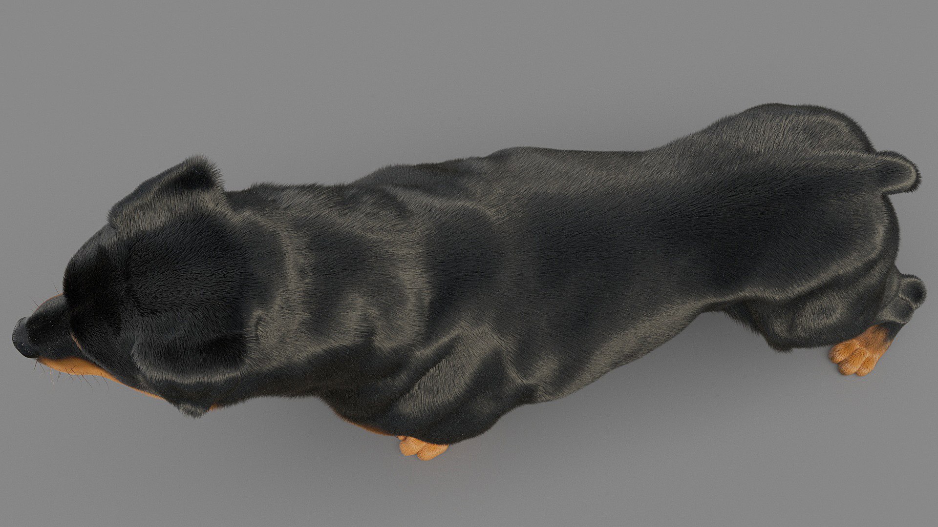 3D Dog Rottweiler - TurboSquid 1675029