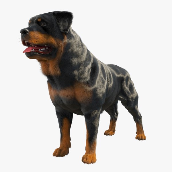 3D Rottweiler Models | TurboSquid