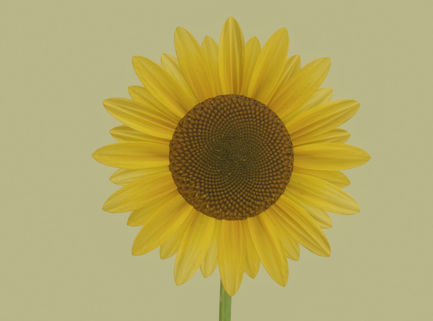 3D Model Sunflower - TurboSquid 2196406