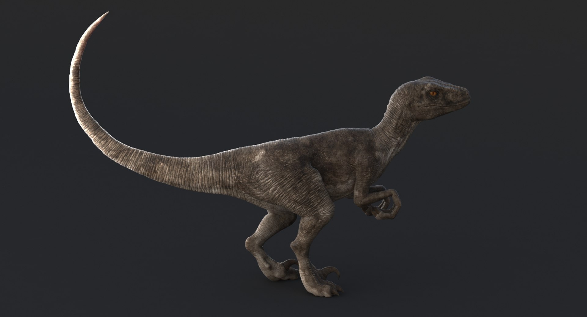 Realistic Velociraptor Rigged Raptor 3d Max