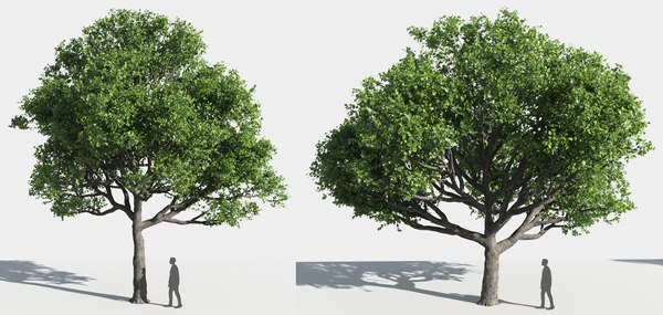 Tree 3D - TurboSquid 1174314