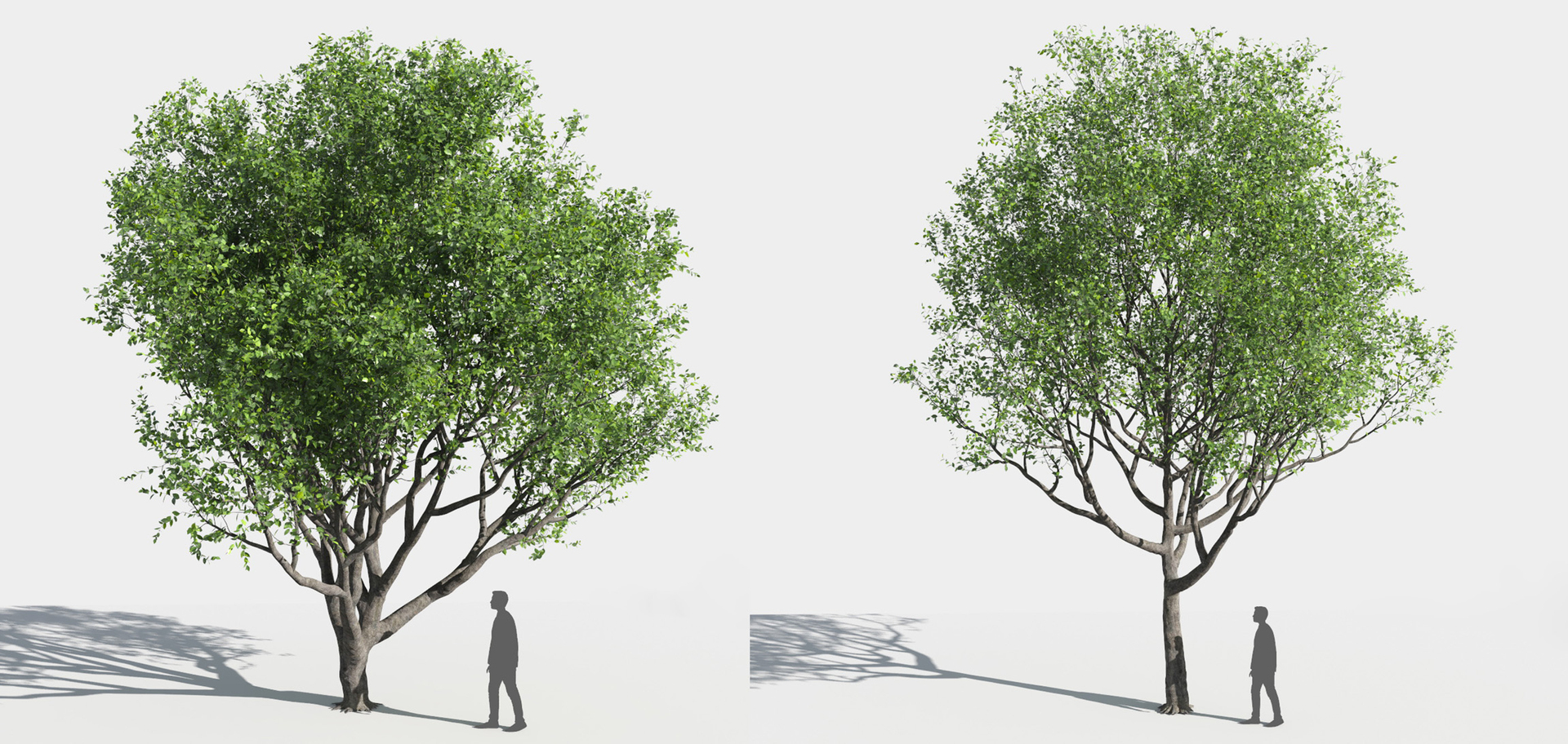 Tree 3D - TurboSquid 1174314