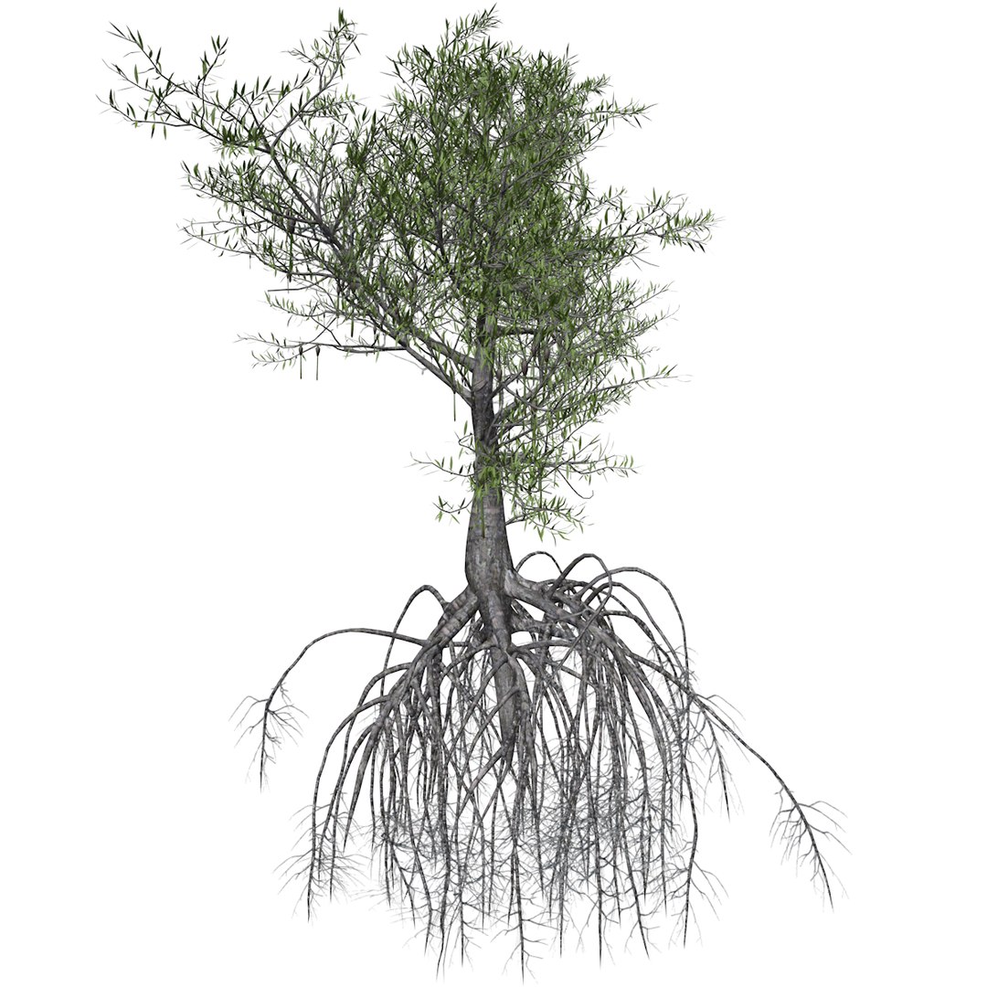 Red Mangrove Tree Collection 3D - TurboSquid 2379054