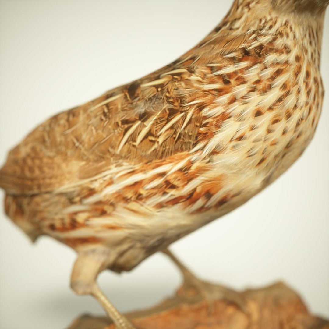 3D animal digital photogrammetry model - TurboSquid 1162970