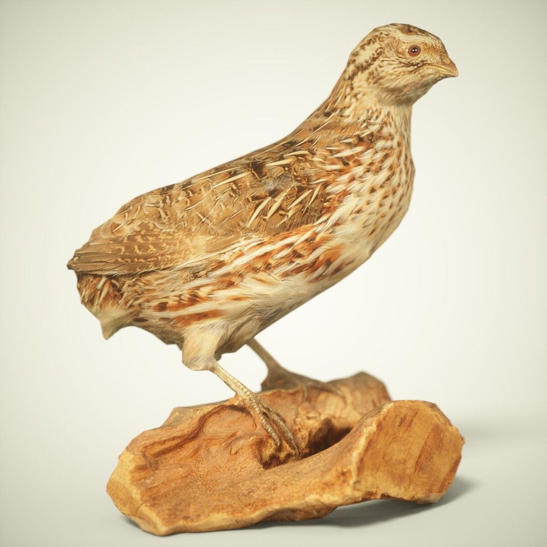 3D animal digital photogrammetry model - TurboSquid 1162970