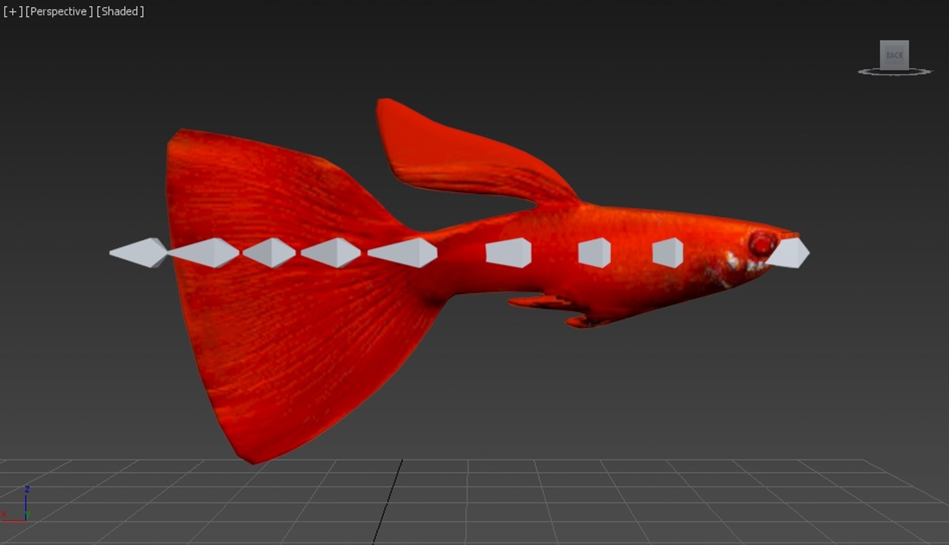 Rig Guppy Fish 3d Model