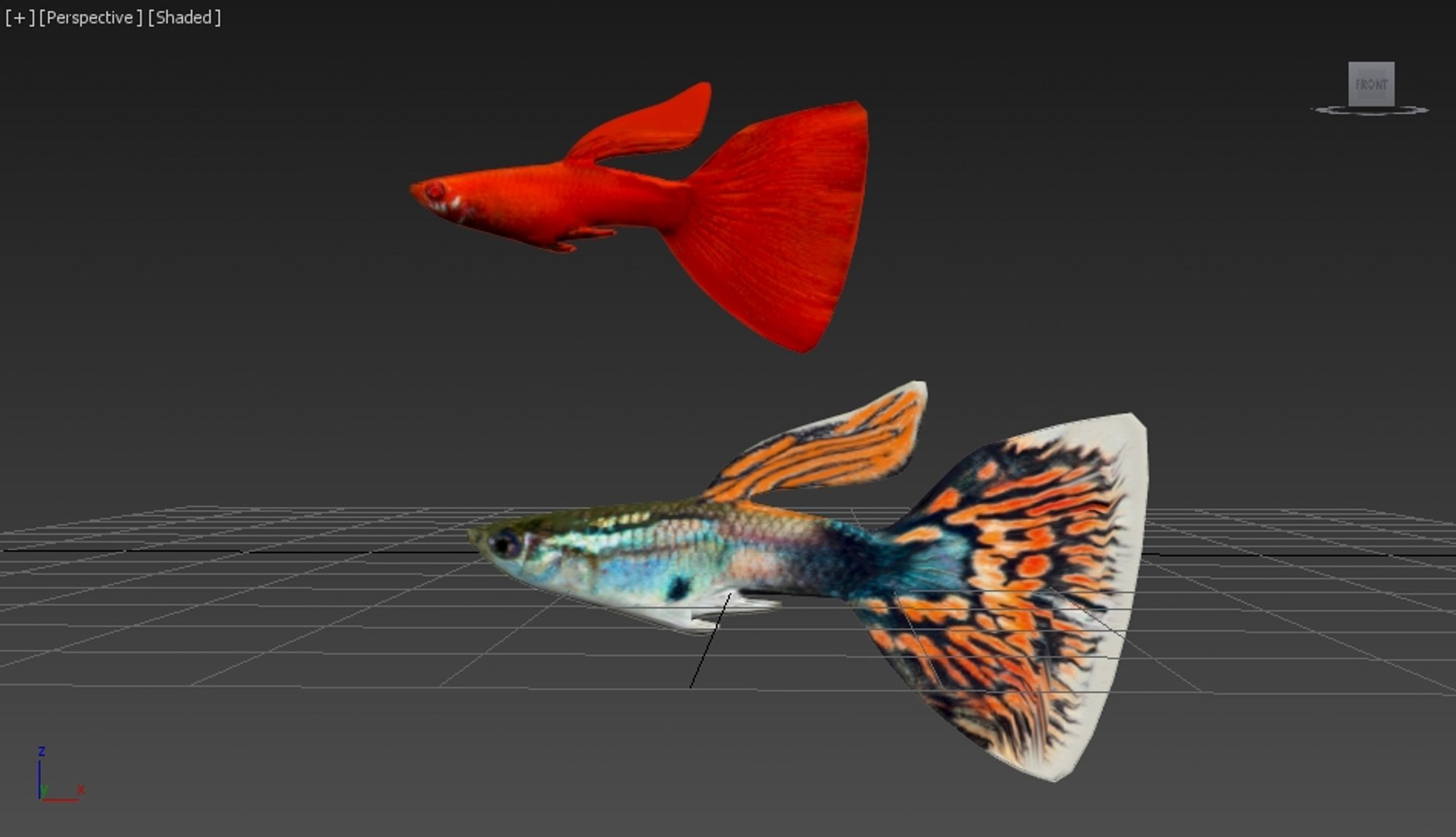 Rig Guppy Fish 3d Model