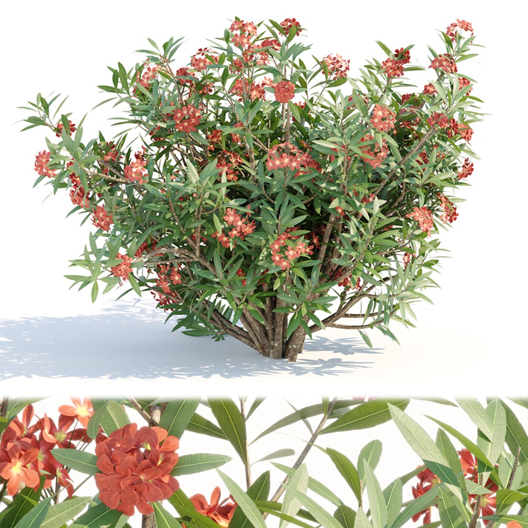 Nerium Oleander-Grass Garden Vol 117 Model - TurboSquid 1977977