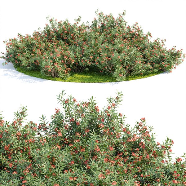 3D Oleander Models | TurboSquid
