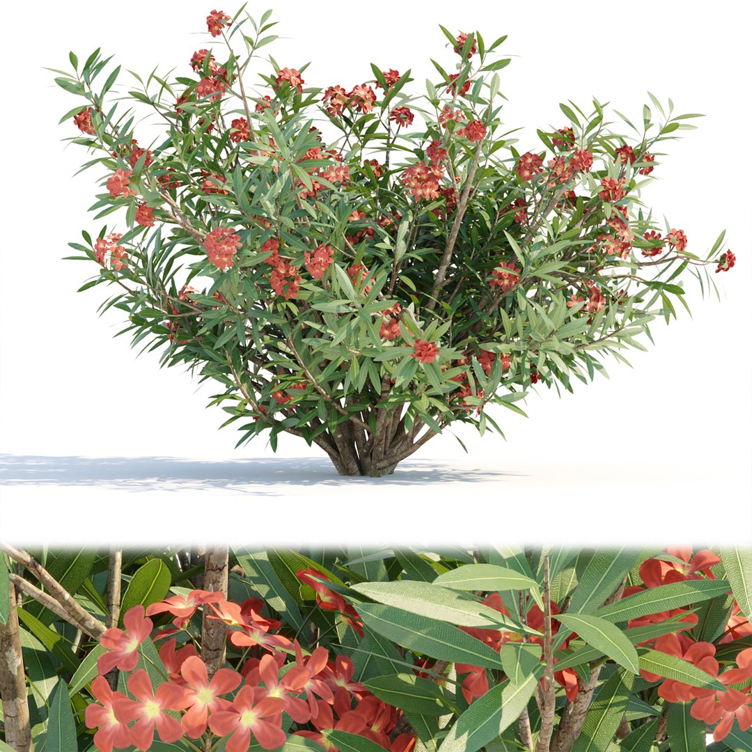 Nerium Oleander-Grass Garden Vol 117 Model - TurboSquid 1977977