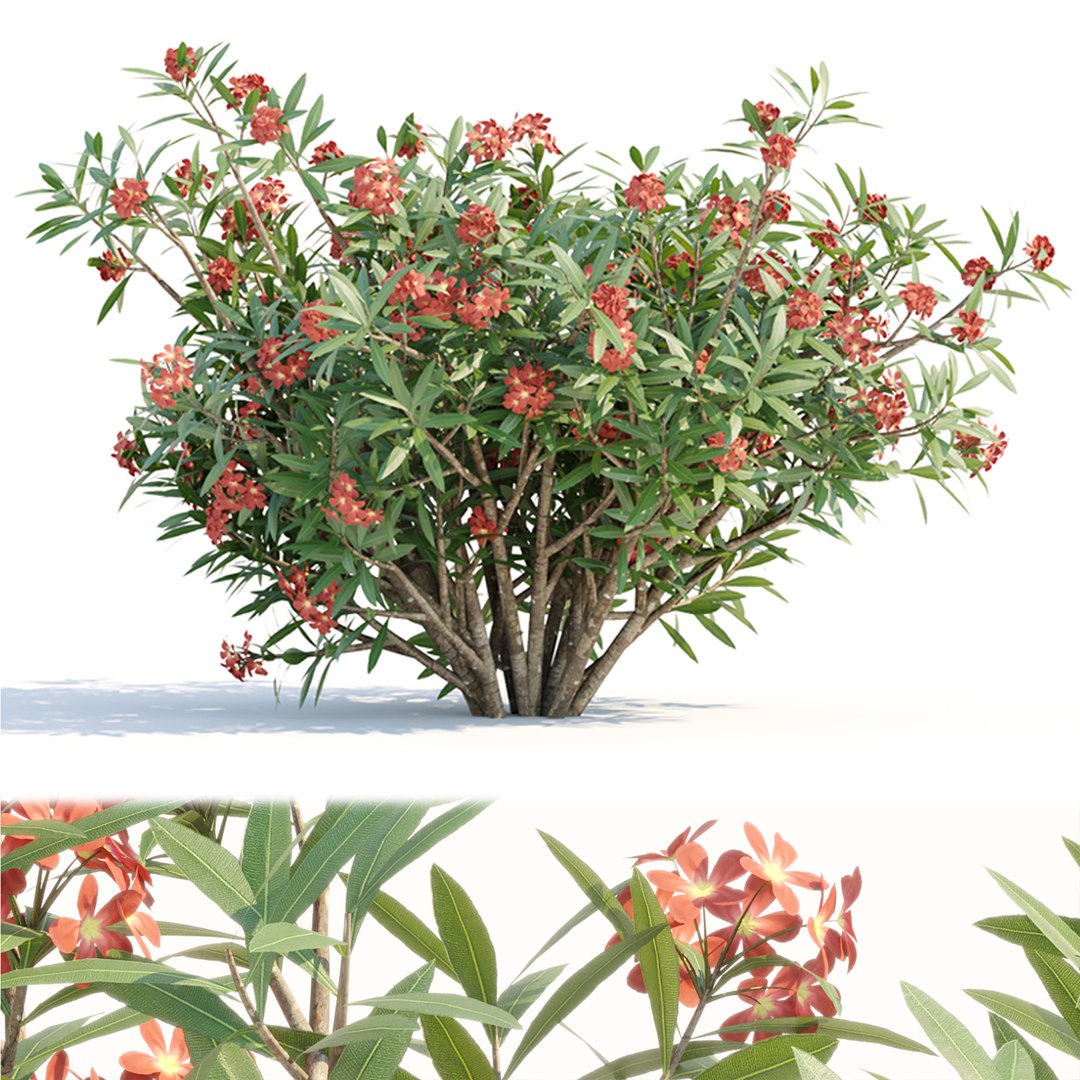 Nerium Oleander-Grass Garden Vol 117 Model - TurboSquid 1977977