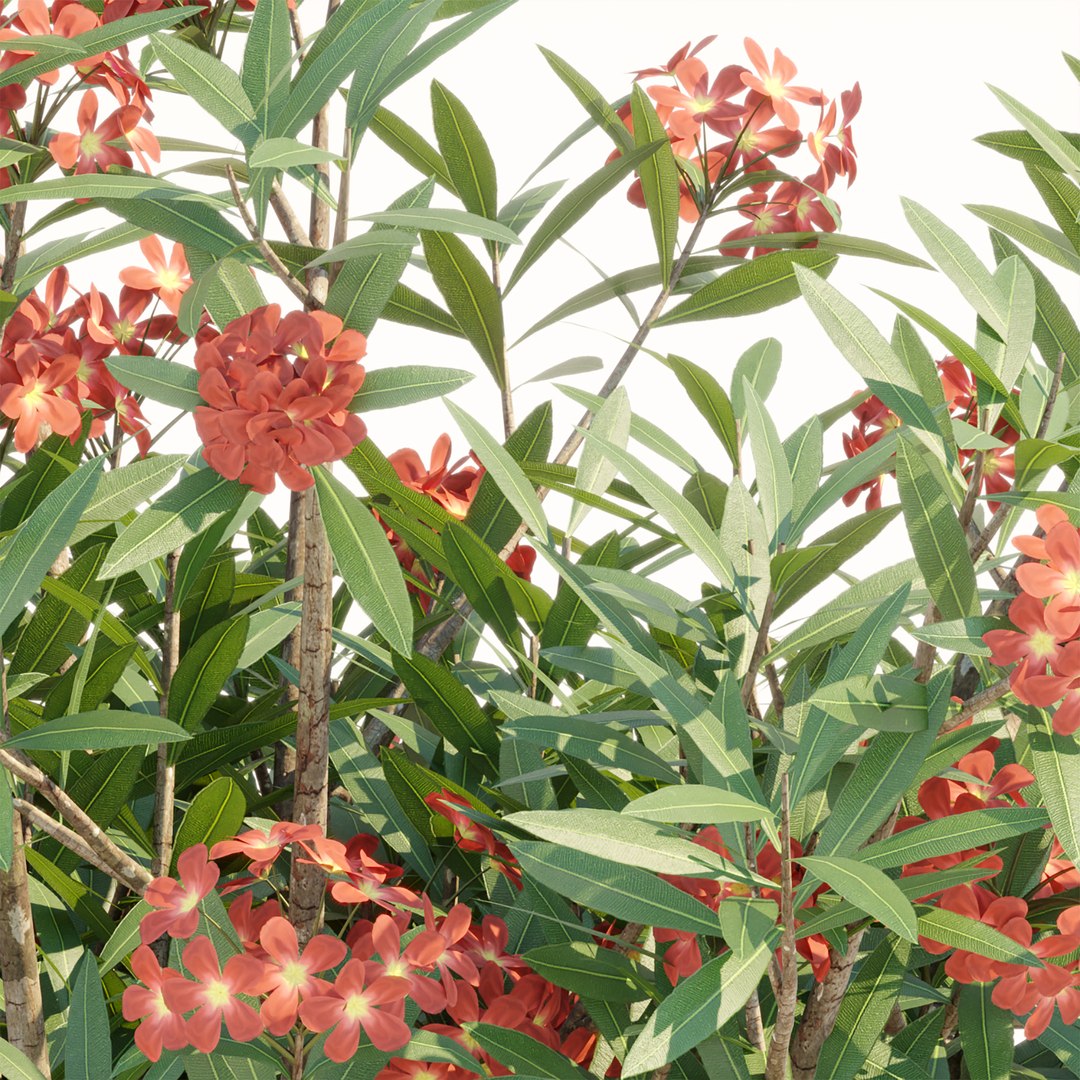 Nerium Oleander-Grass Garden Vol 117 Model - TurboSquid 1977977