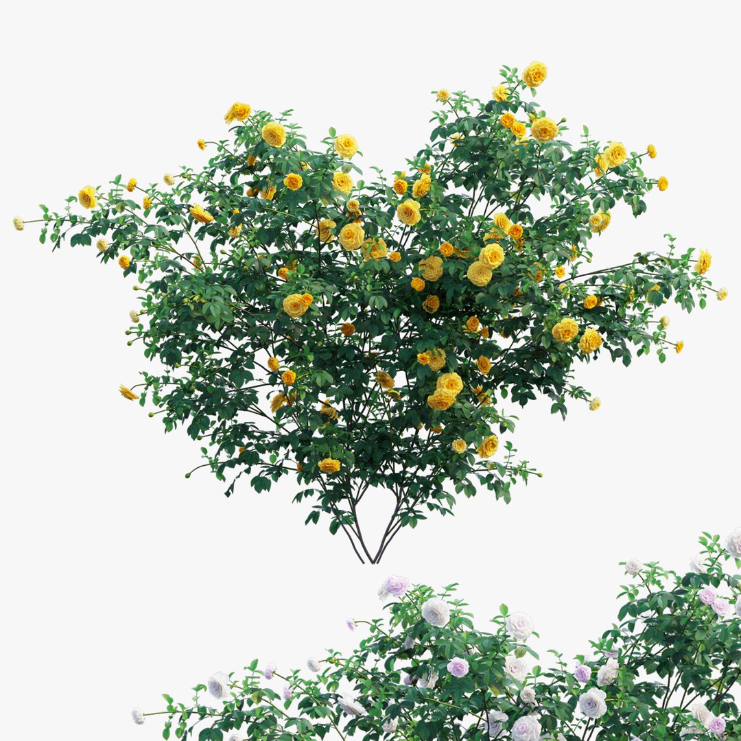 3D Rose Plant Set 60 - TurboSquid 1728431