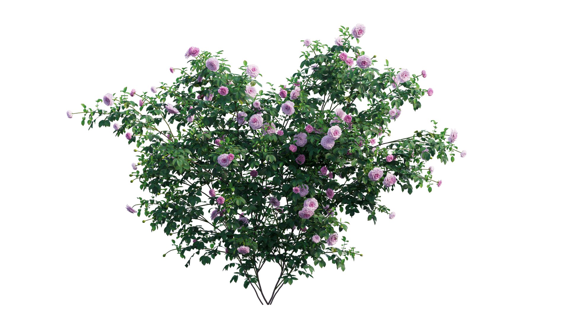 3D Rose Plant Set 60 - TurboSquid 1728431
