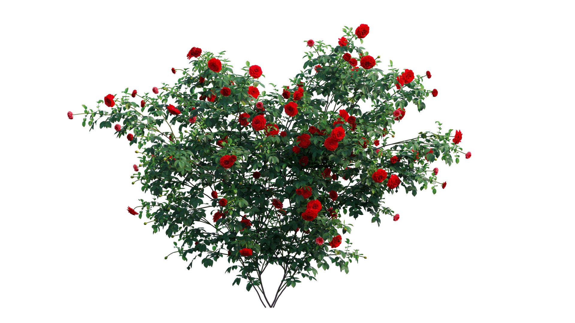3D Rose Plant Set 60 - TurboSquid 1728431