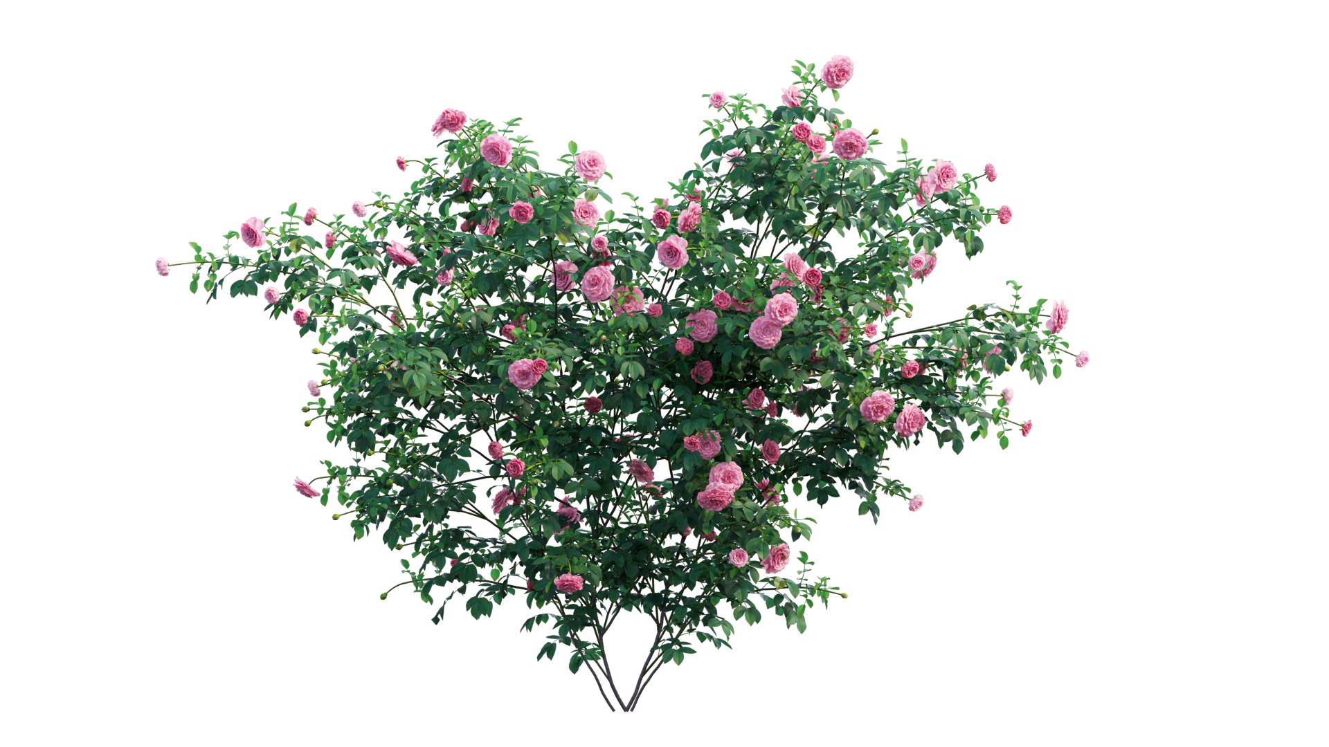3D Rose Plant Set 60 - TurboSquid 1728431