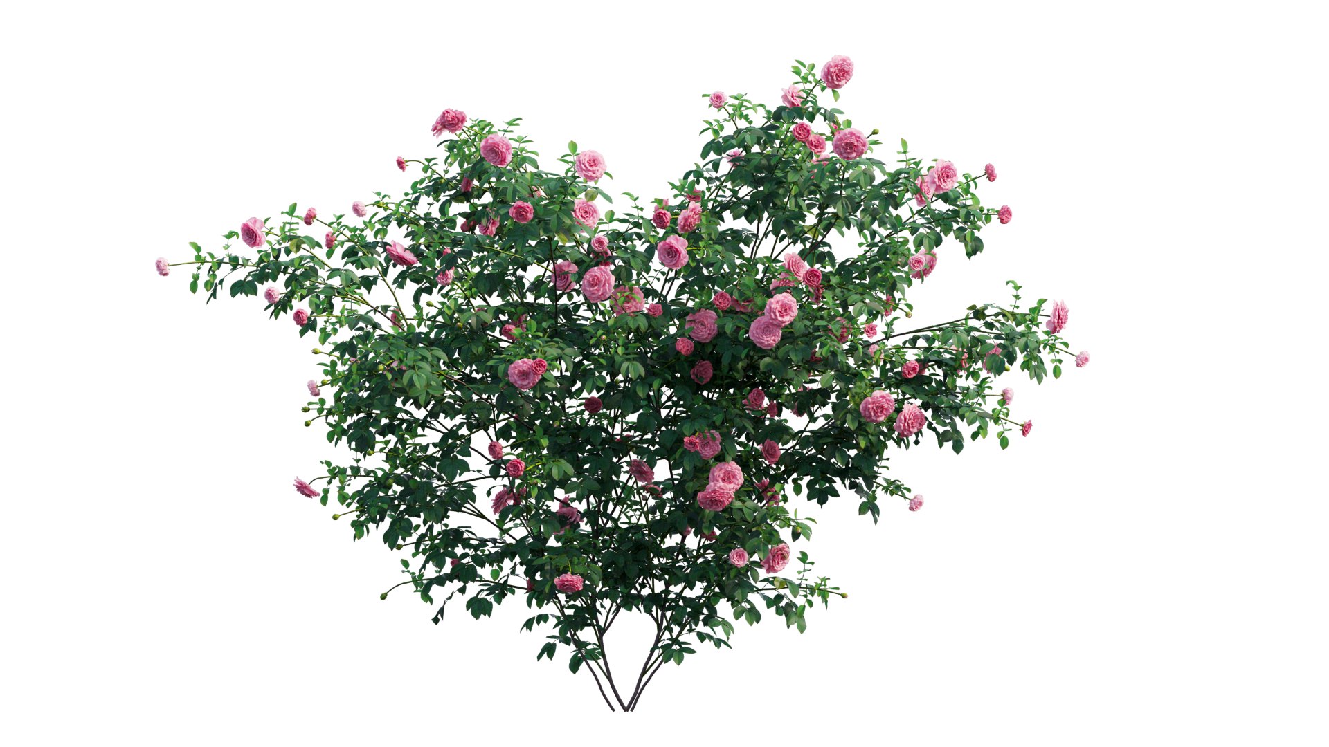 3D Rose Plant Set 60 - TurboSquid 1728431