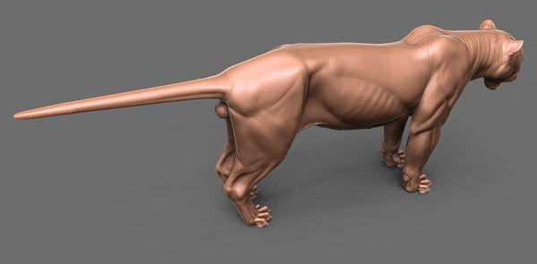 Detailed Siberian Tiger Zbrush Sculpt 3D model - TurboSquid 1860300
