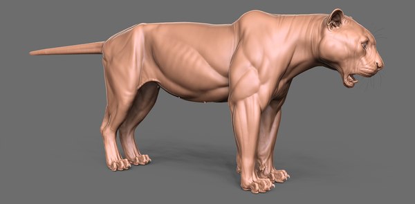 Detailed Siberian Tiger Zbrush Sculpt 3D model - TurboSquid 1860300