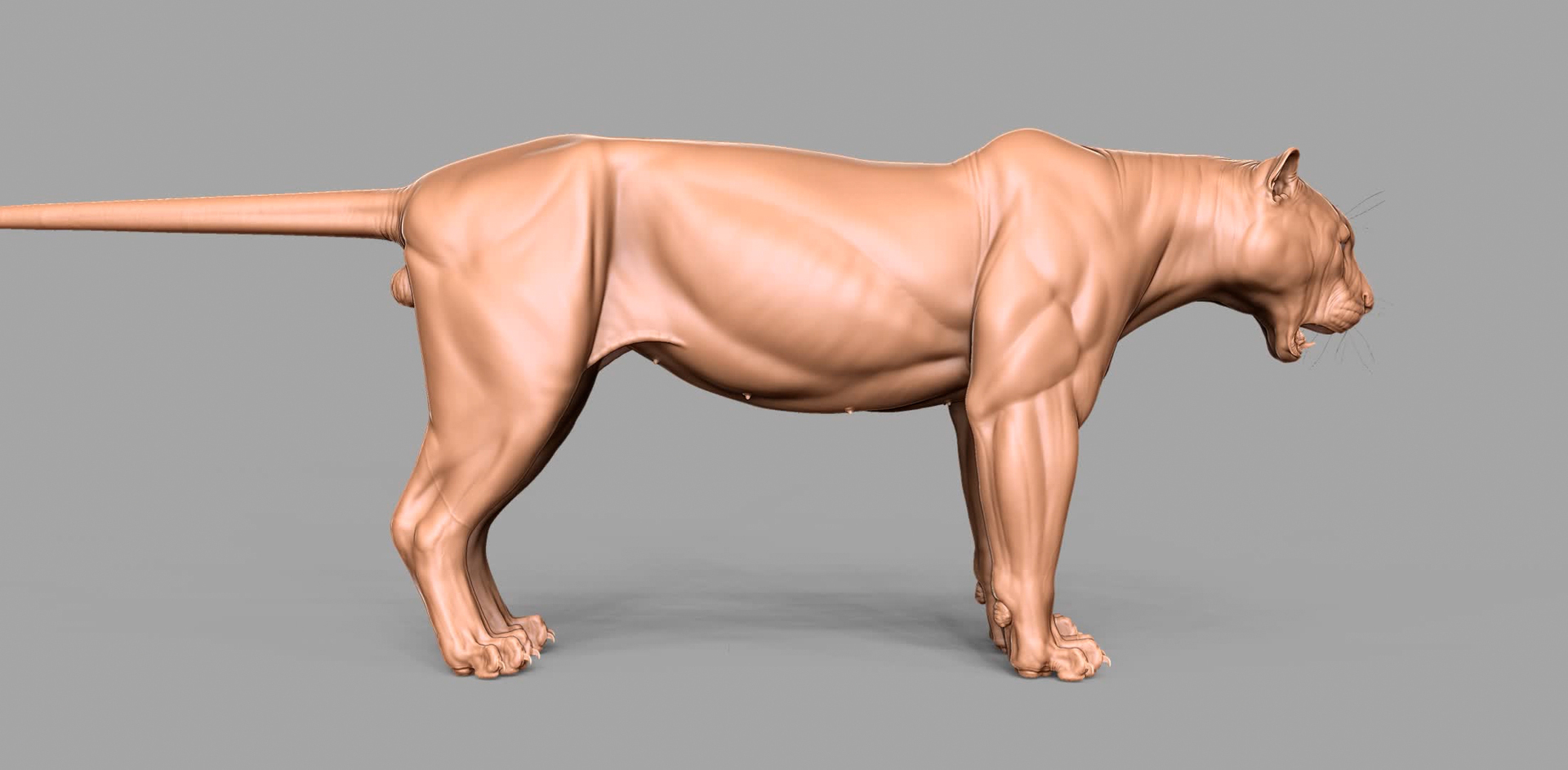 Detailed Siberian Tiger Zbrush Sculpt 3D model - TurboSquid 1860300