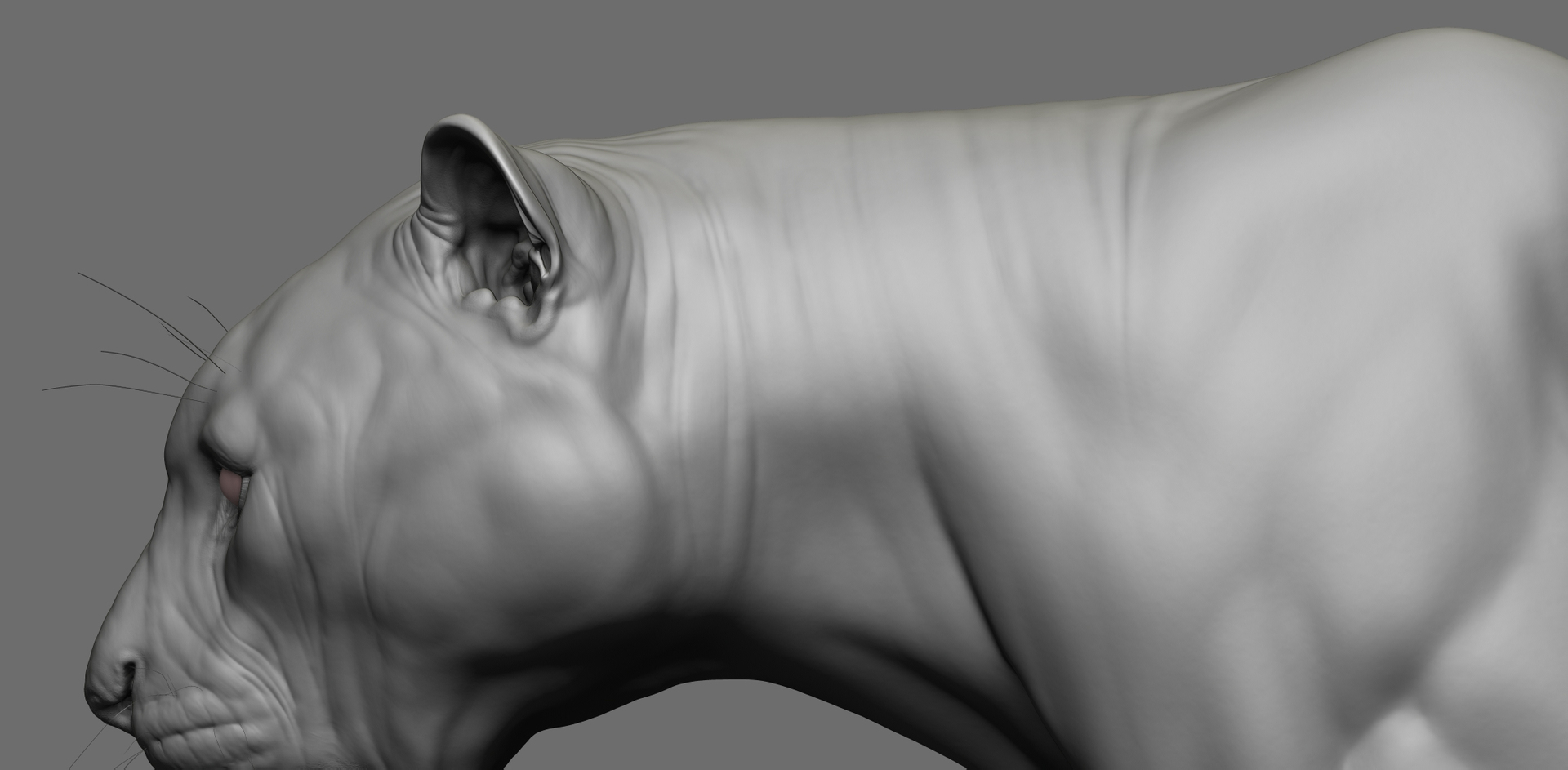 Detailed Siberian Tiger Zbrush Sculpt 3D model - TurboSquid 1860300