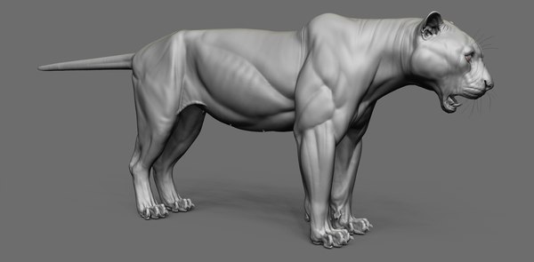 Detailed Siberian Tiger Zbrush Sculpt 3D model - TurboSquid 1860300
