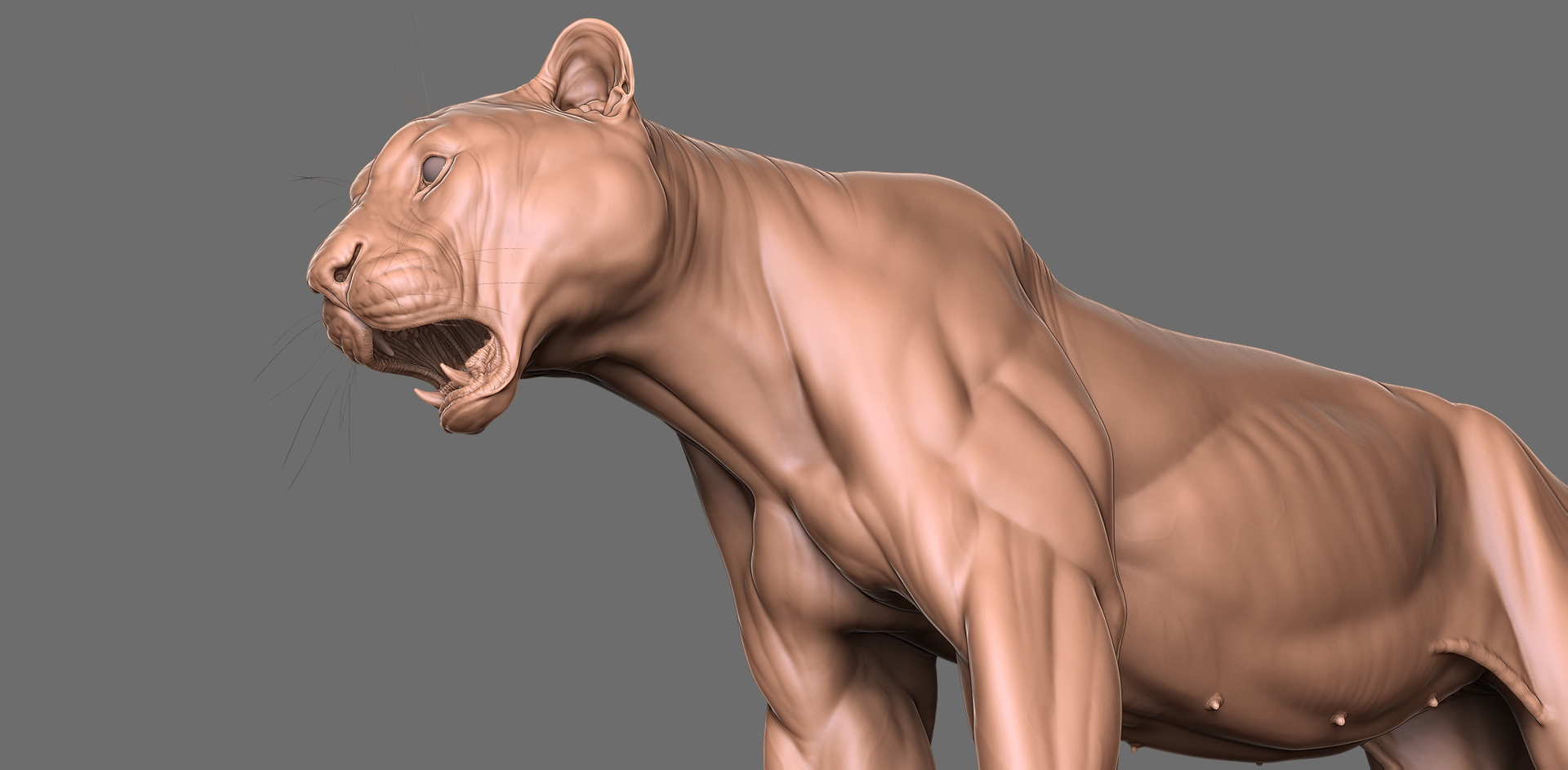 Detailed Siberian Tiger Zbrush Sculpt 3D model - TurboSquid 1860300