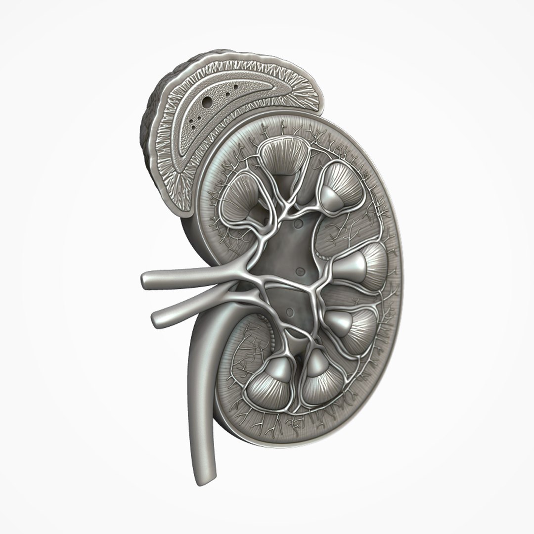 Kidney anatomy 3D model - TurboSquid 1522775