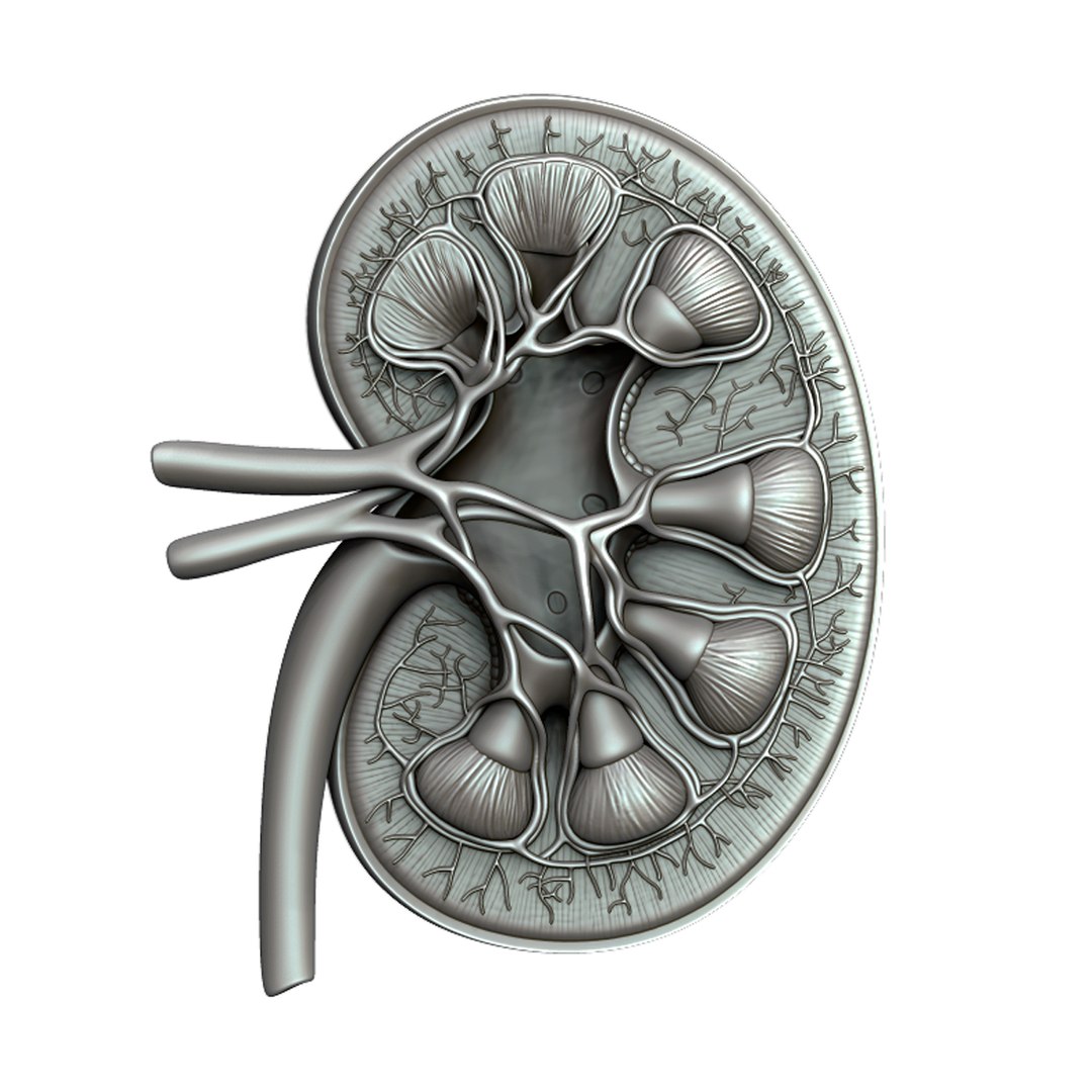 Kidney anatomy 3D model - TurboSquid 1522775