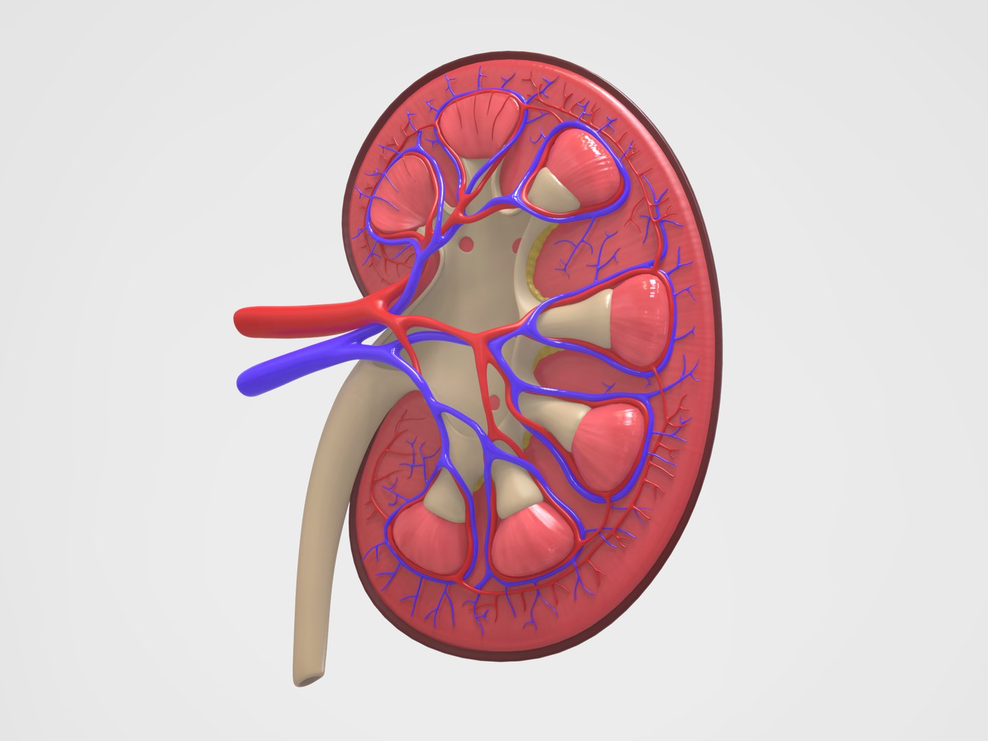 Kidney anatomy 3D model - TurboSquid 1522775