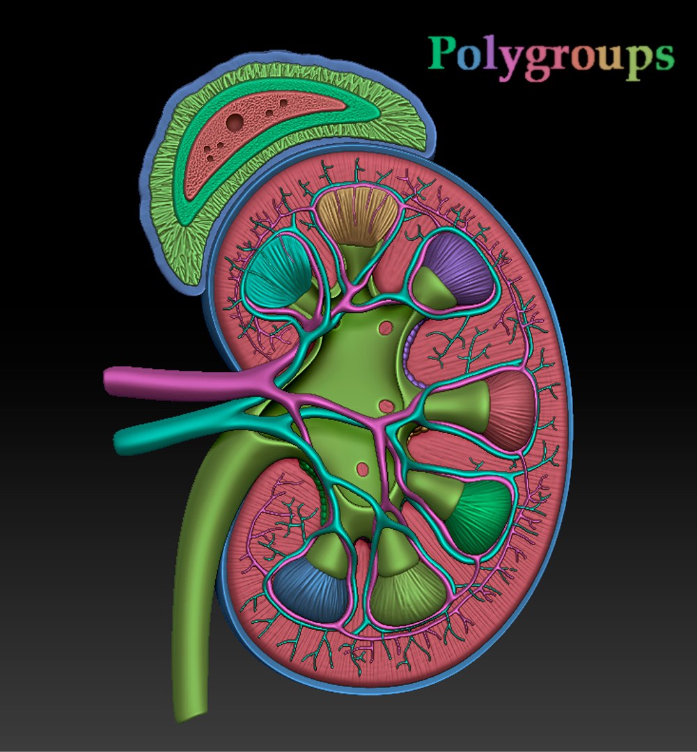 Kidney anatomy 3D model - TurboSquid 1522775