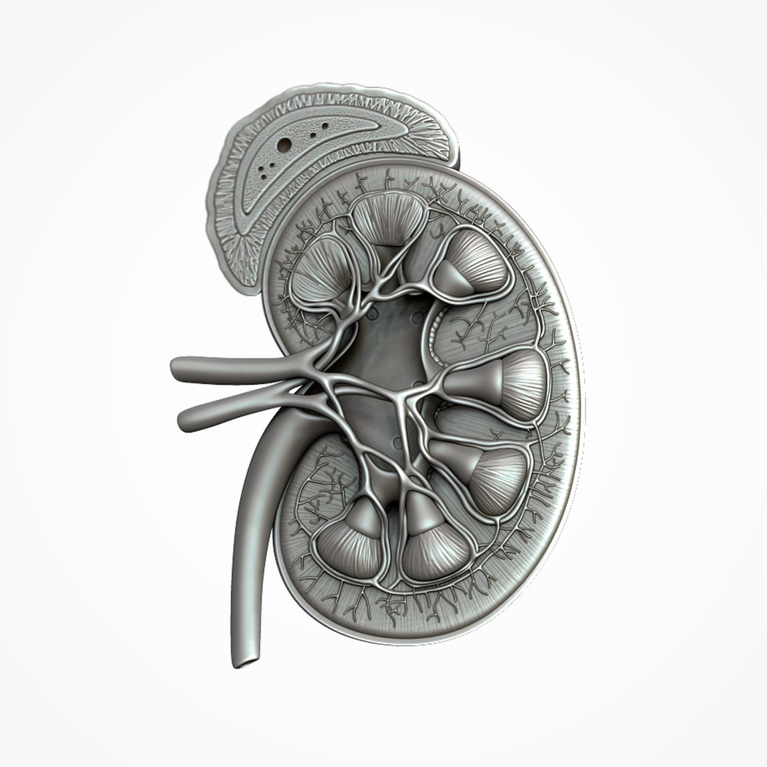 Kidney anatomy 3D model - TurboSquid 1522775