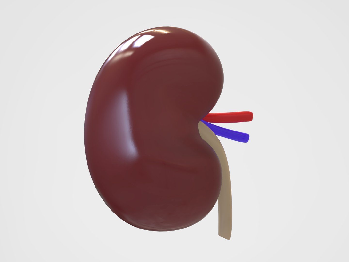 Kidney anatomy 3D model - TurboSquid 1522775