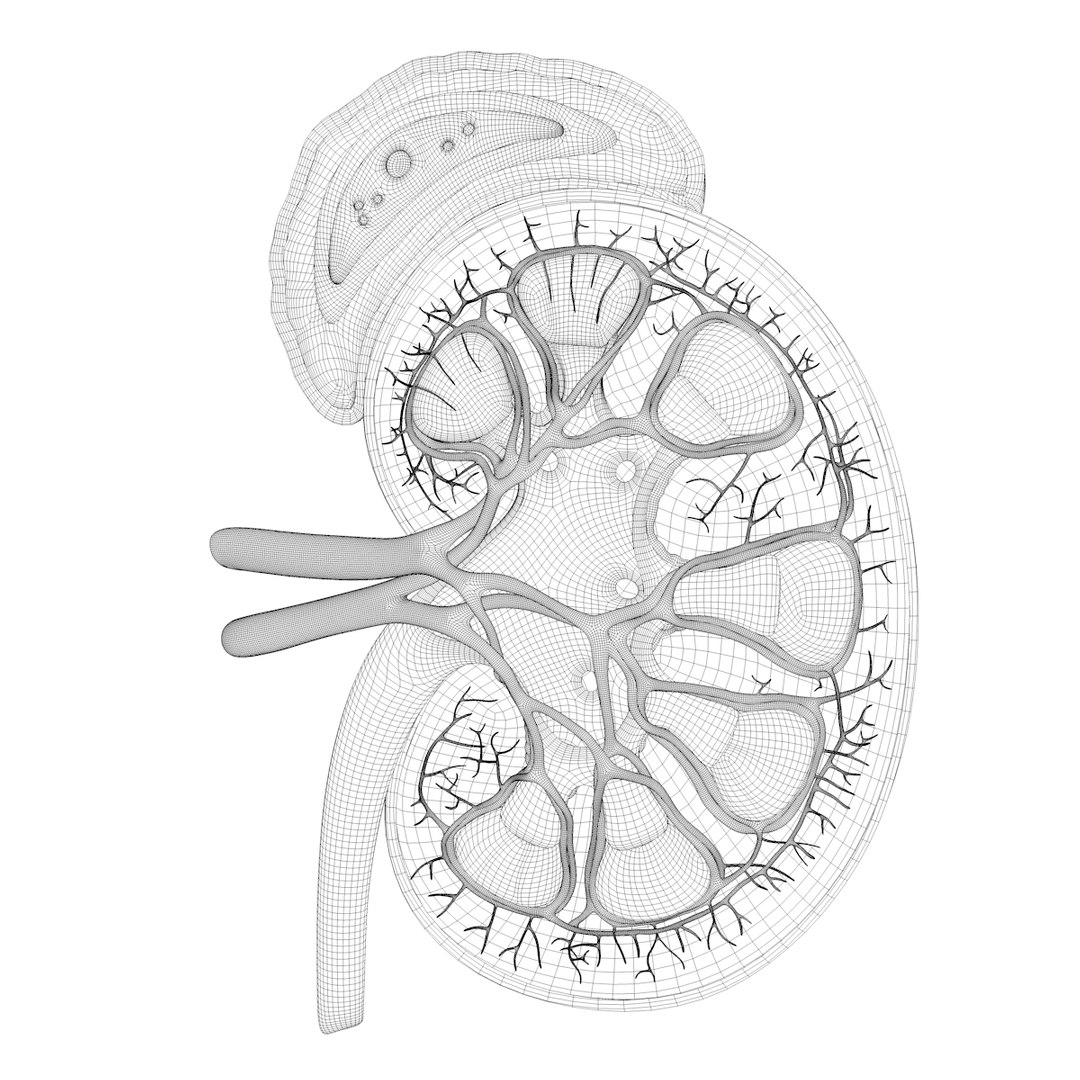 Kidney anatomy 3D model - TurboSquid 1522775