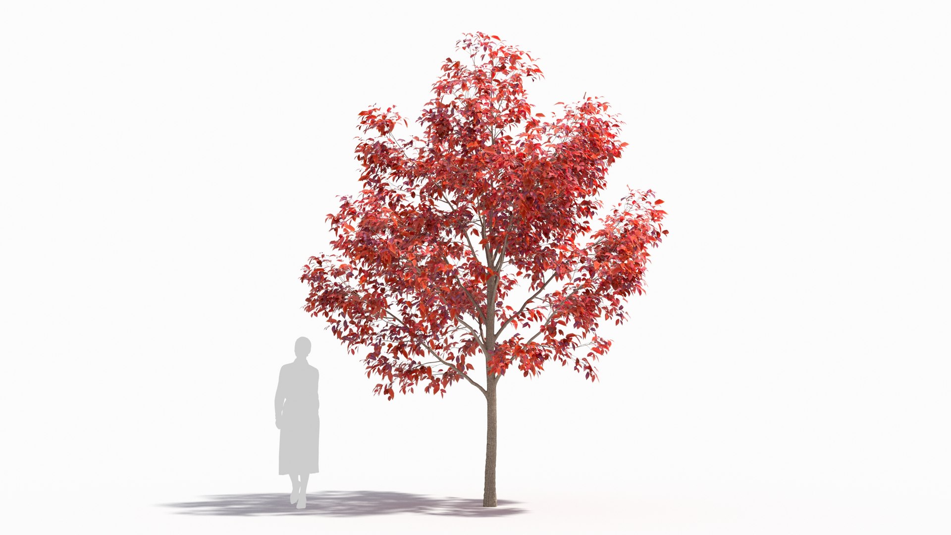 Nyssa Tree Model - TurboSquid 2027068