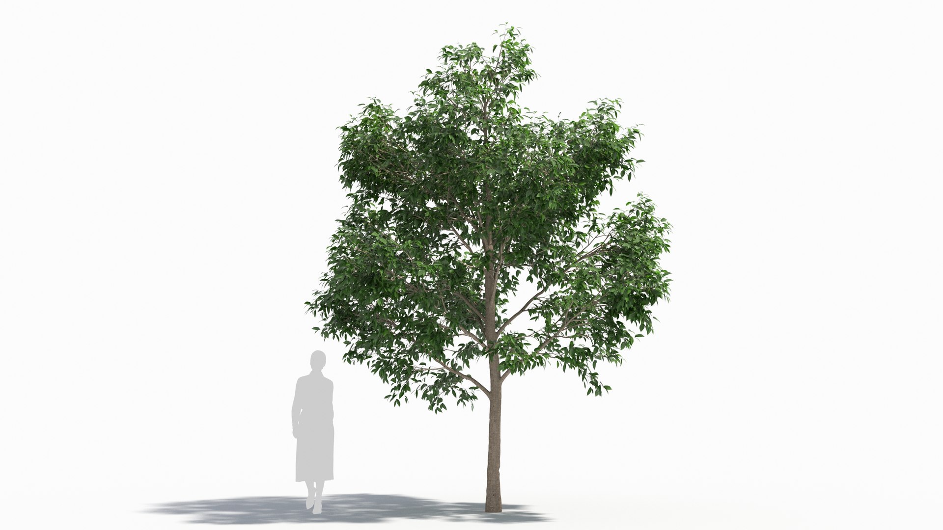 Nyssa Tree Model - TurboSquid 2027068