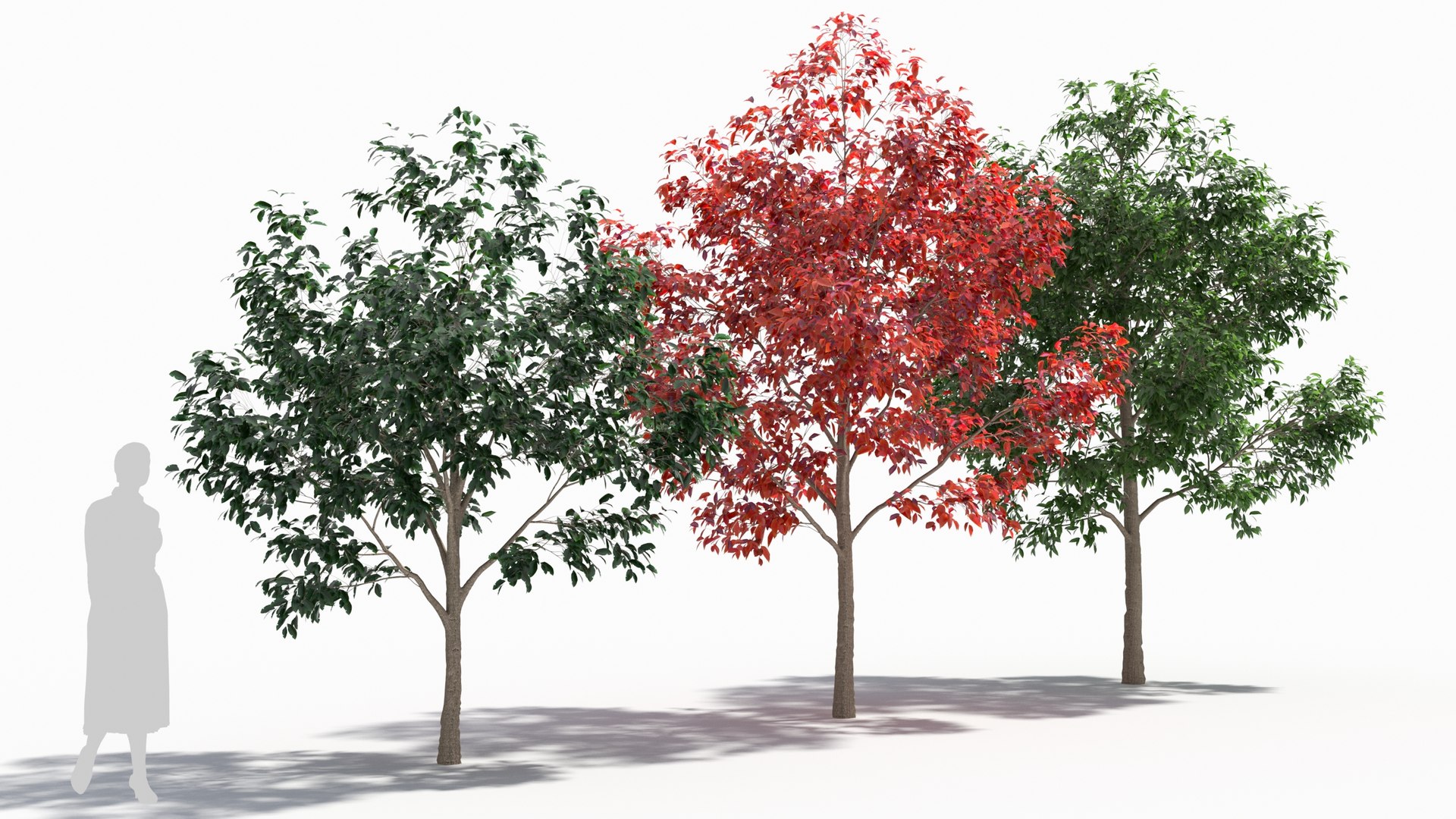 Nyssa Tree Model - TurboSquid 2027068