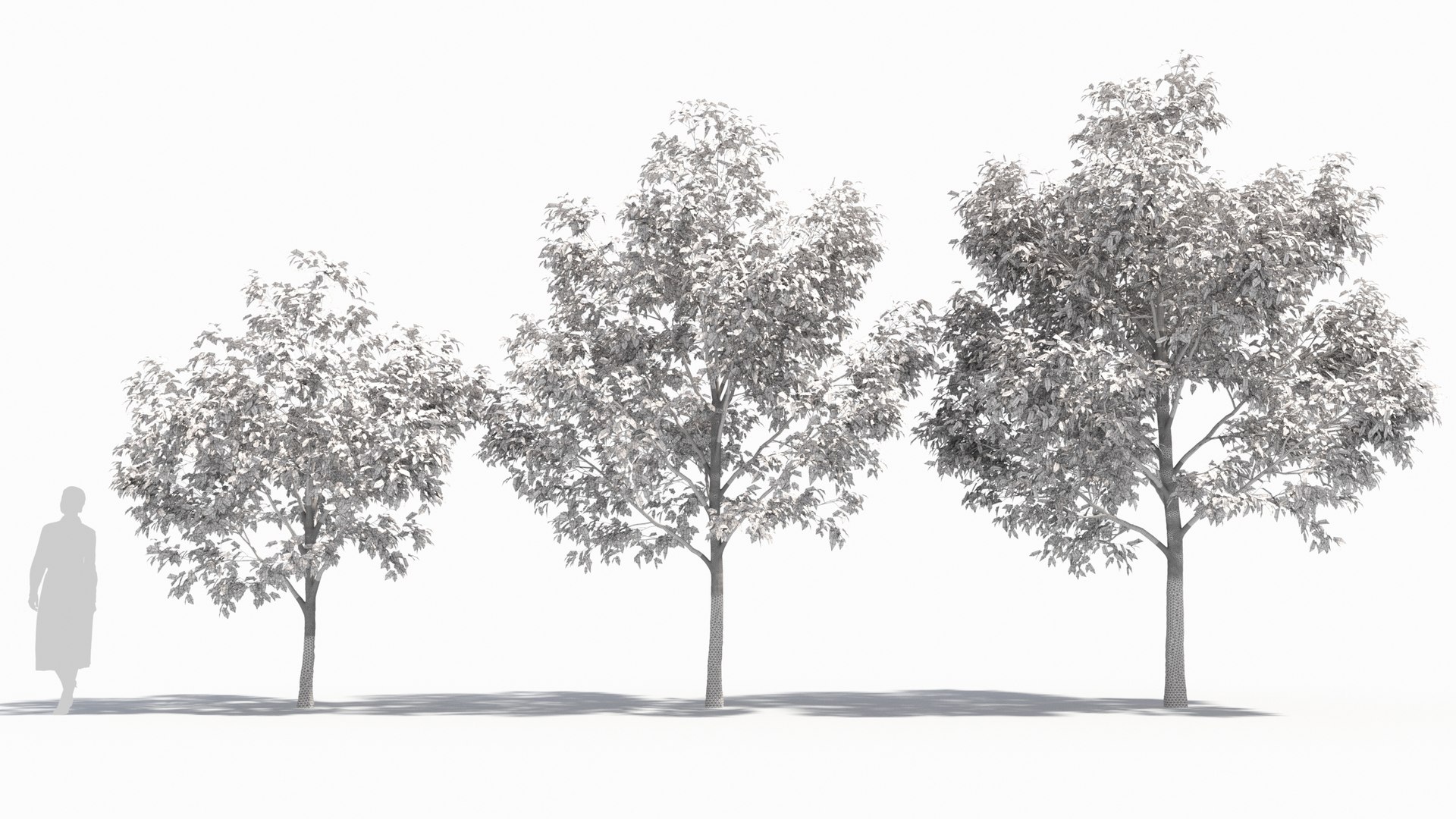 Nyssa Tree Model - TurboSquid 2027068