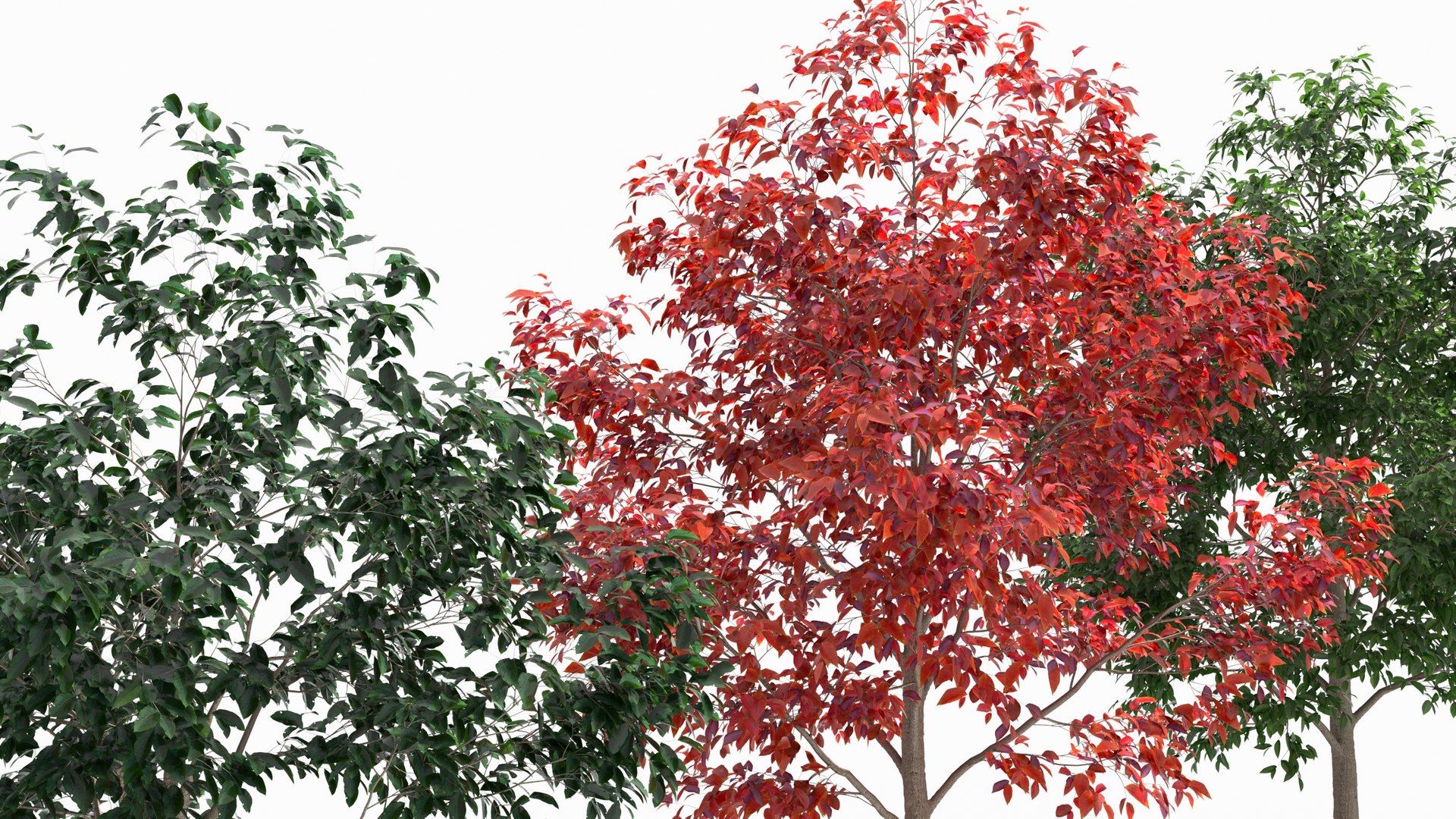 Nyssa Tree Model - TurboSquid 2027068