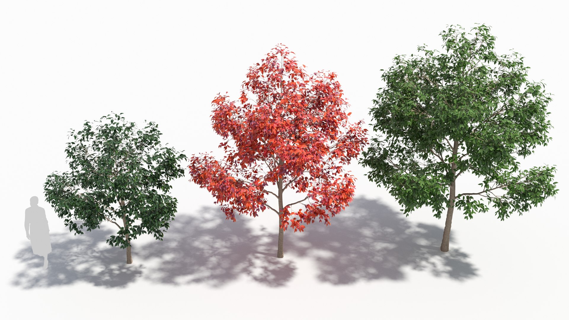 Nyssa Tree Model - TurboSquid 2027068