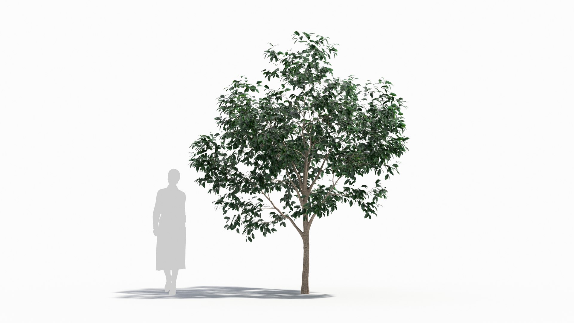 Nyssa Tree Model - TurboSquid 2027068