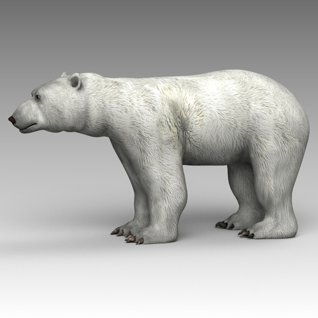 3d Model Polar Bear