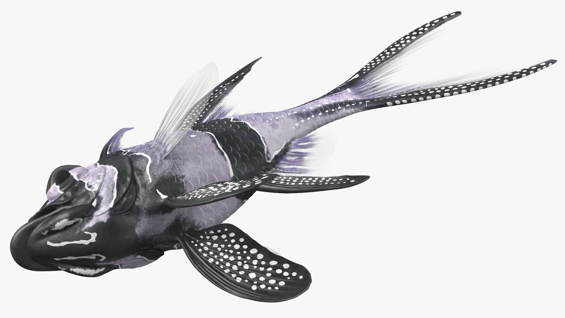 Longfin Cardinalfish Rigged For Cinema 4D 3D Model - TurboSquid 1724983