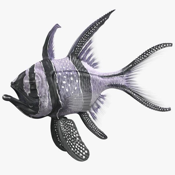 Longfin Cardinalfish Rigged for Cinema 4D 3D model - TurboSquid 1724983