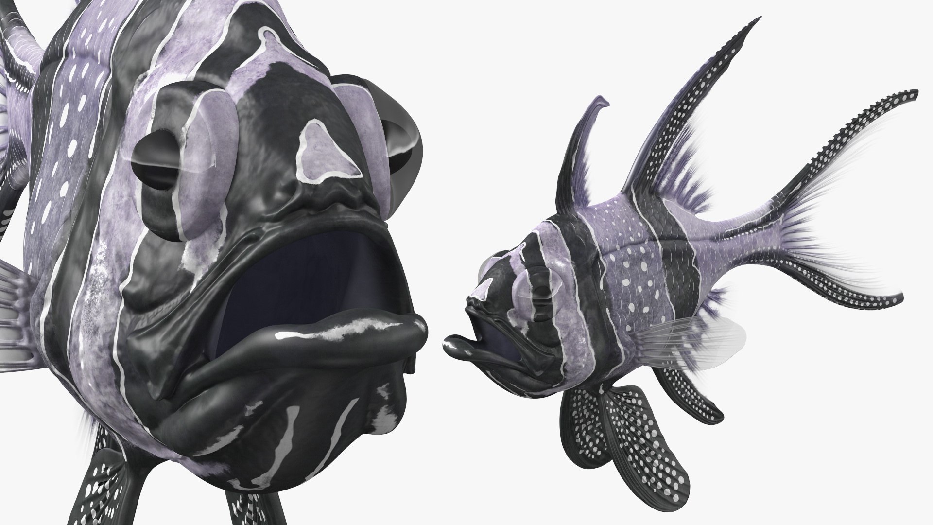 Longfin Cardinalfish Rigged For Cinema 4D 3D Model - TurboSquid 1724983