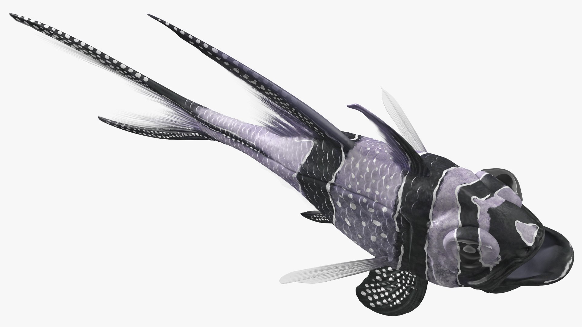 Longfin Cardinalfish Rigged For Cinema 4D 3D Model - TurboSquid 1724983