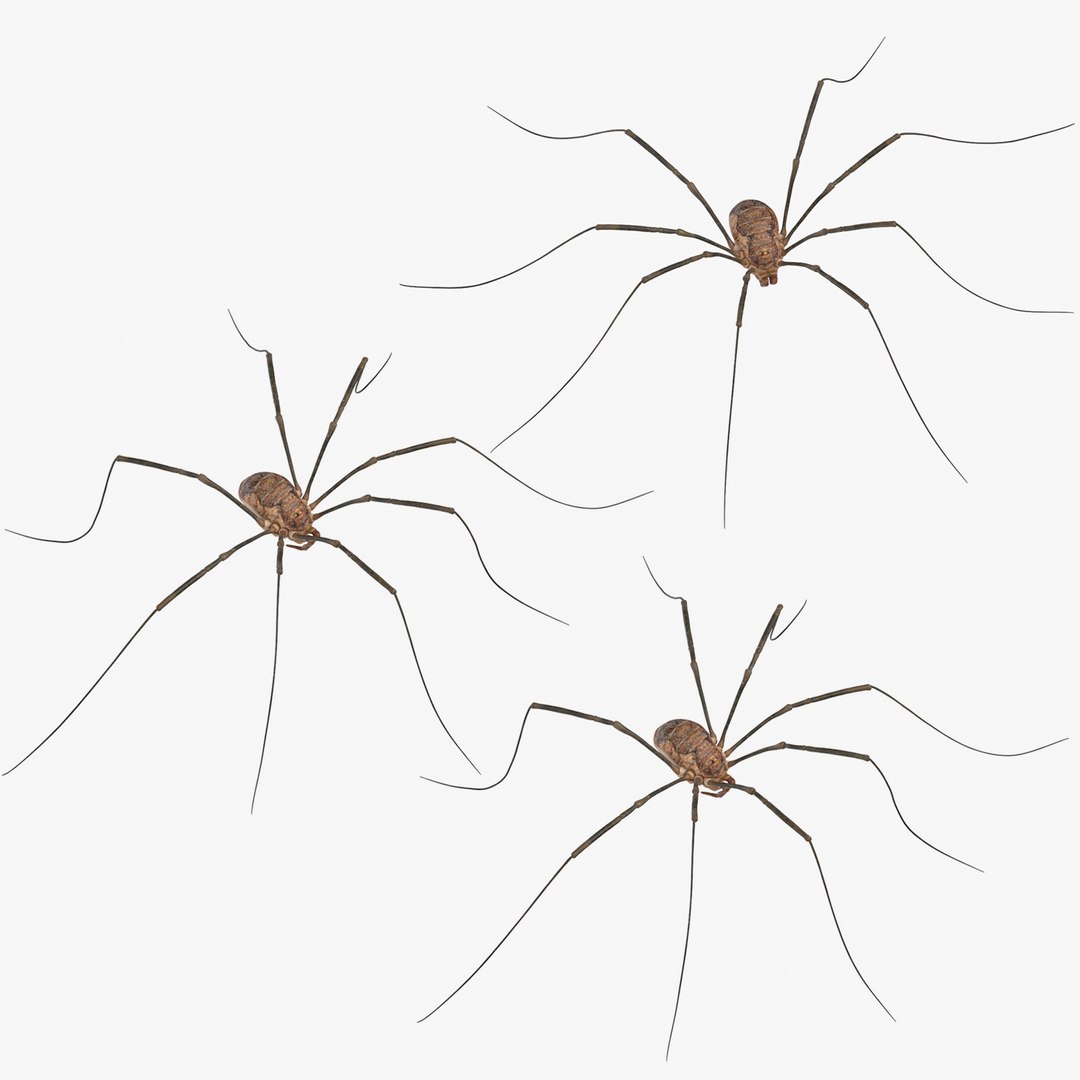 3D daddy long legs - TurboSquid 1399522