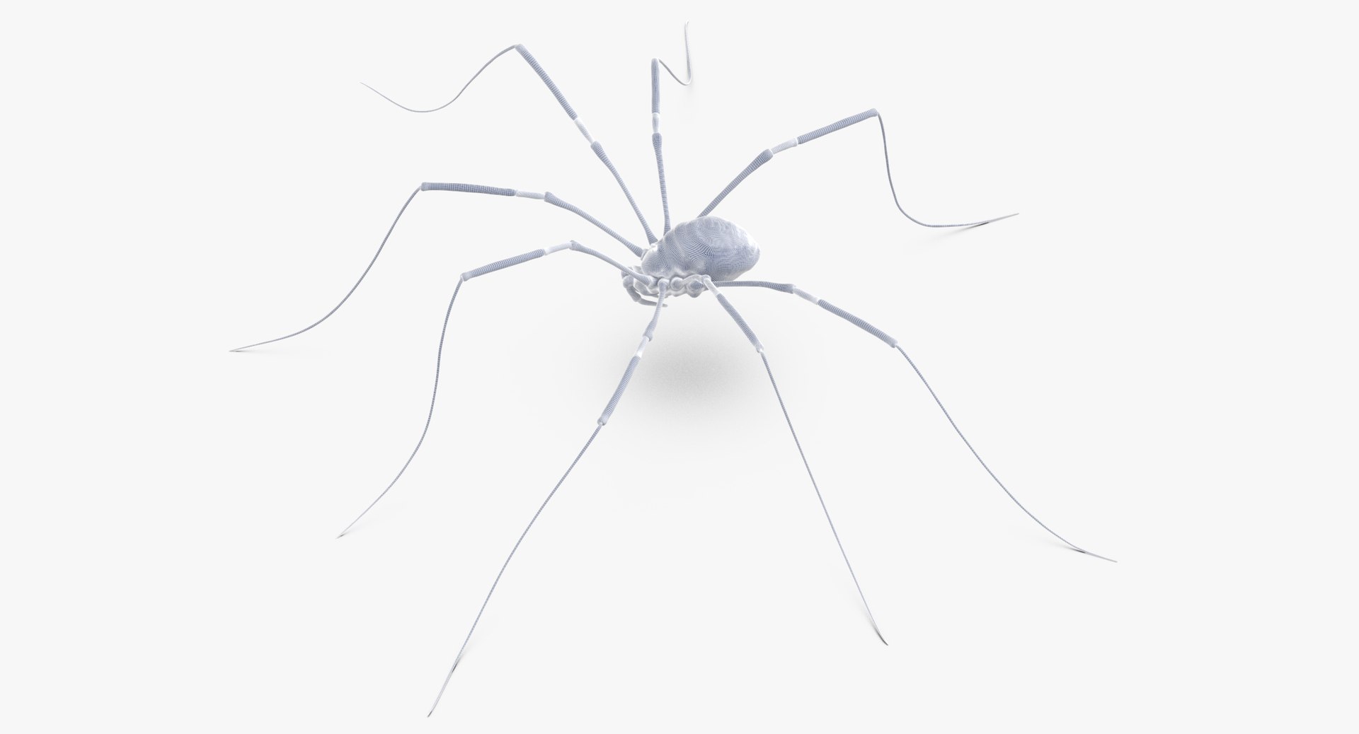 3D daddy long legs - TurboSquid 1399522