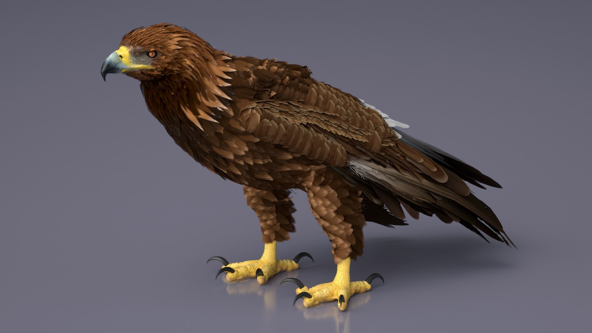 Golden Eagle Standing 3D Model - TurboSquid 2249977